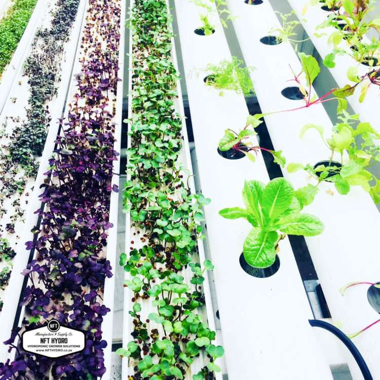 NFT Hydro -making it simple to grow Hydroponics and microgreens