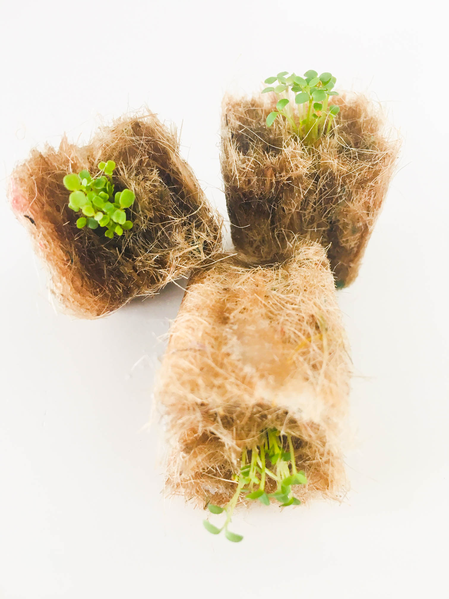 Outstanding propagation results from the Orange Biodegradable PLUG